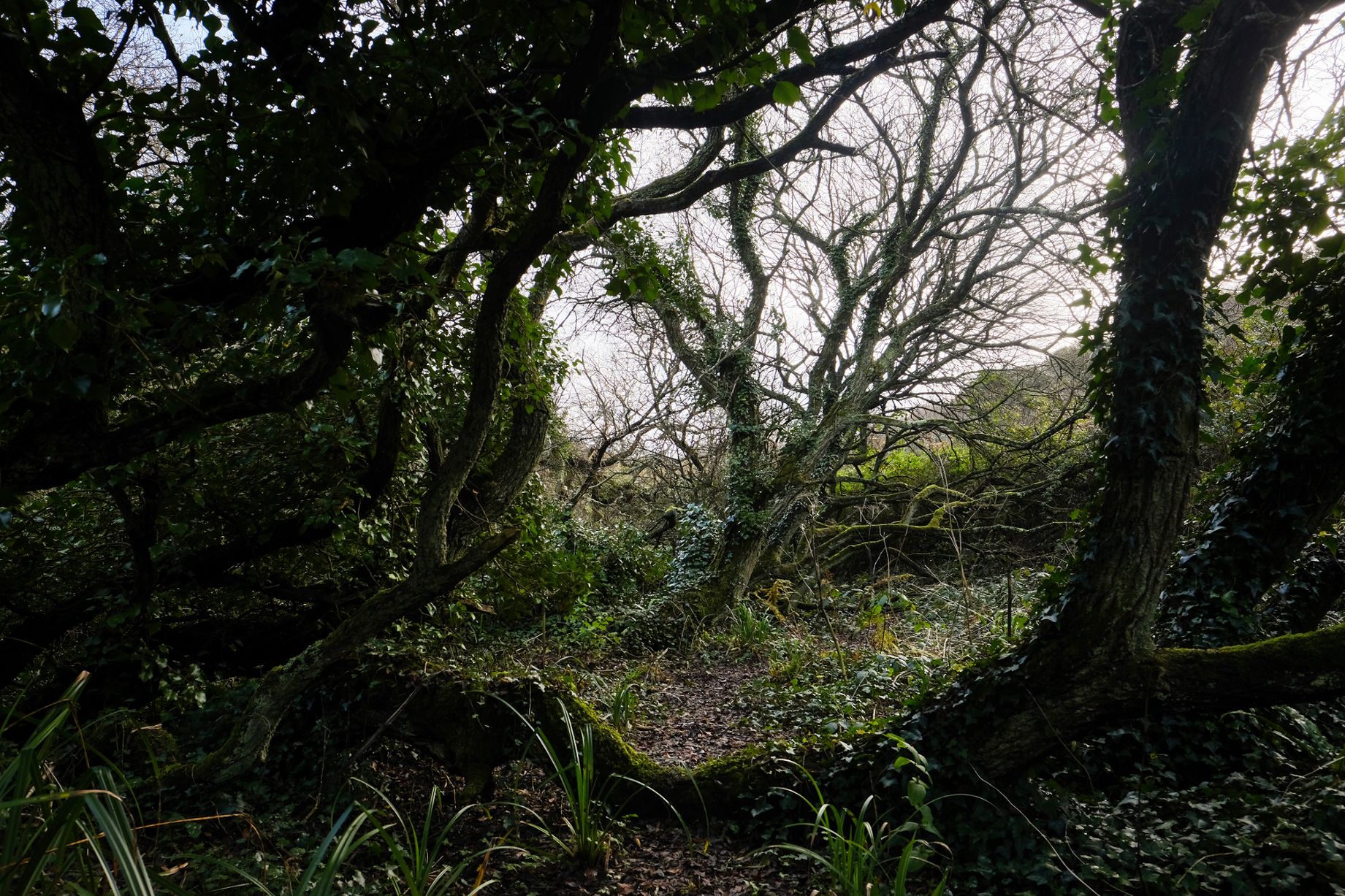 Inside mysterious woodland cave where Neolithic axe was found ...