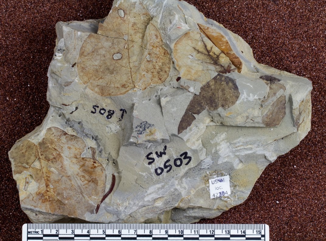 Ancient pollen provides hints about how plants have adapted to climate ...