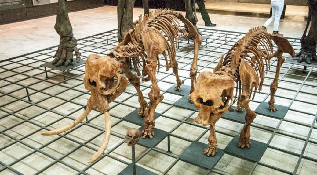 The World’s Smallest Elephants Led Unusually Long Lives ...