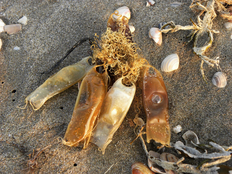 A beachcomber’s guide to finding and identifying mermaid’s purses